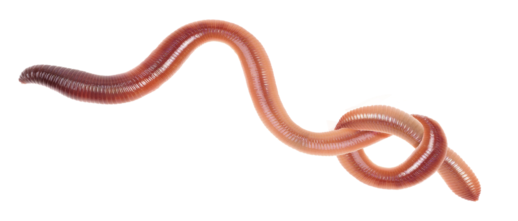 Circulaire verwerking van GFT afval gestopt door achterblijven van ...